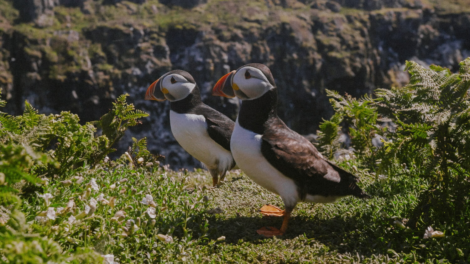 Skomer Island Puffins: 22 Things to Know Before You Go